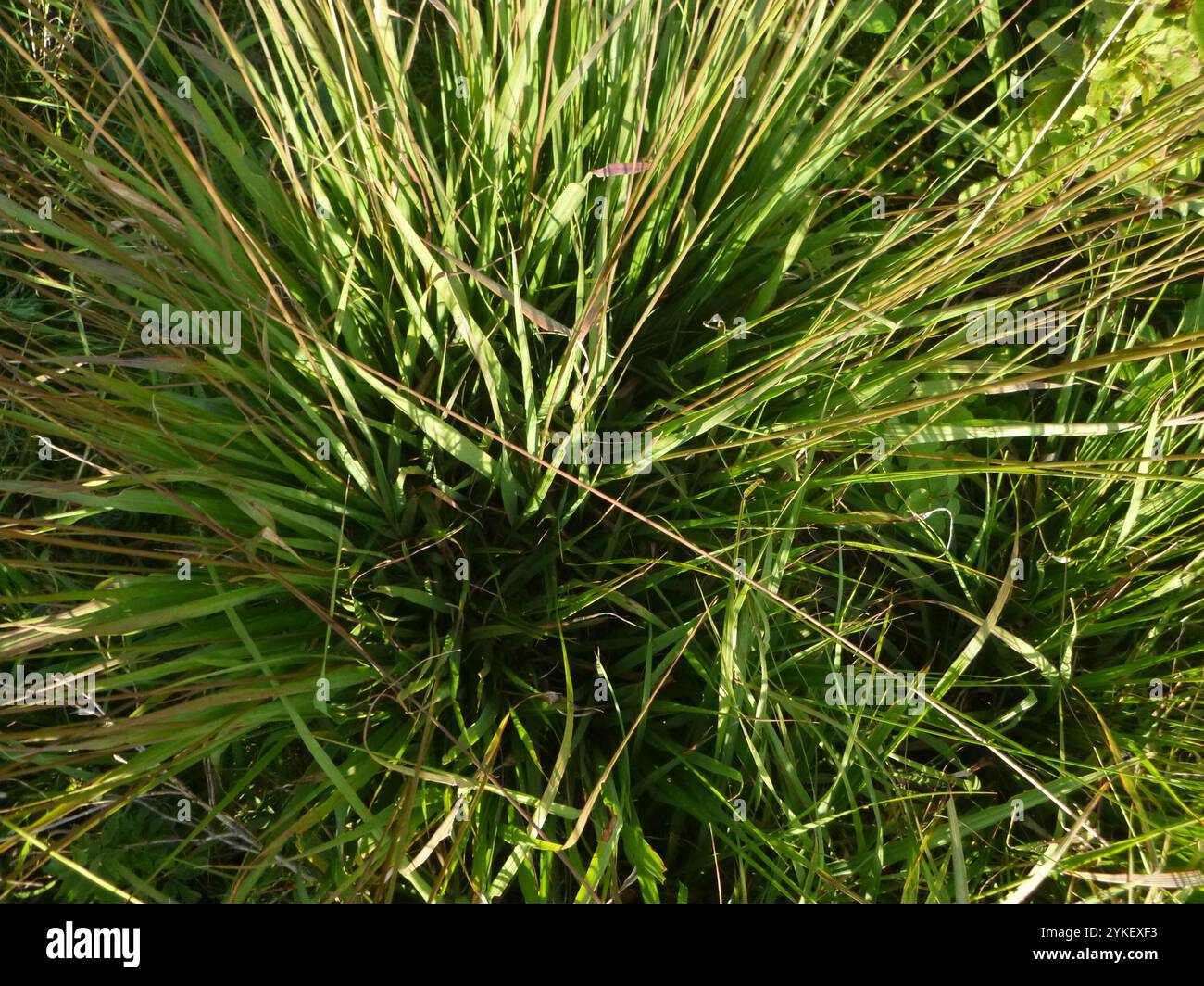 Purple moor grass (Molinia caerulea Stock Photo - Alamy