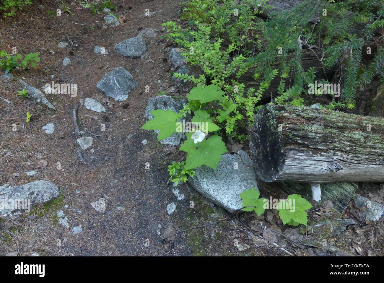 thimbleberry (Rubus parviflorus Stock Photo - Alamy