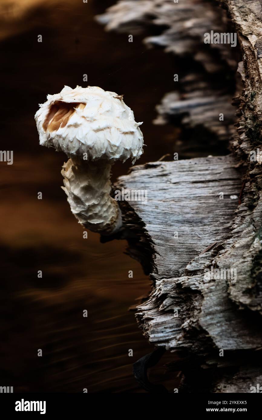 Mushroom growing on a log Stock Photo - Alamy