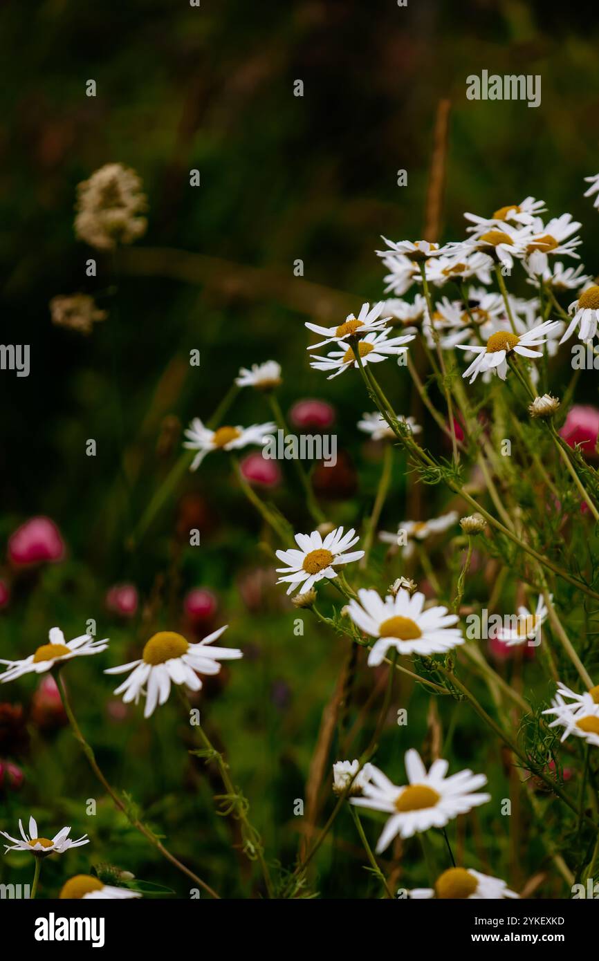 Patch of wildflowers in the summer Stock Photo - Alamy