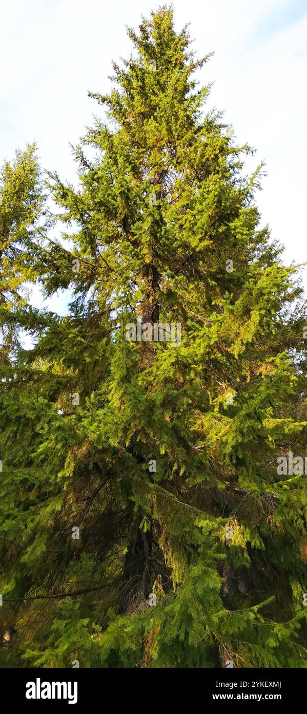 Siberian spruce (Picea obovata Stock Photo - Alamy