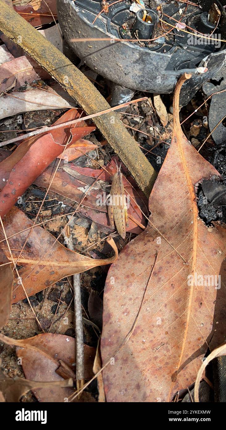 Gumleaf grasshopper hi-res stock photography and images - Alamy
