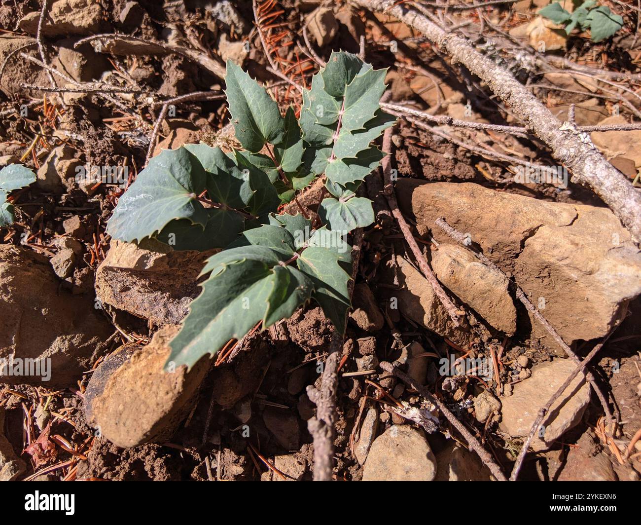 Cascade Oregon-grape (Berberis nervosa Stock Photo - Alamy