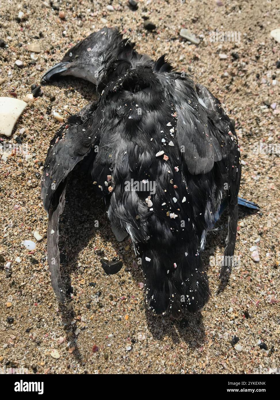 Tasman Common Diving Petrel (Pelecanoides urinatrix urinatrix Stock ...