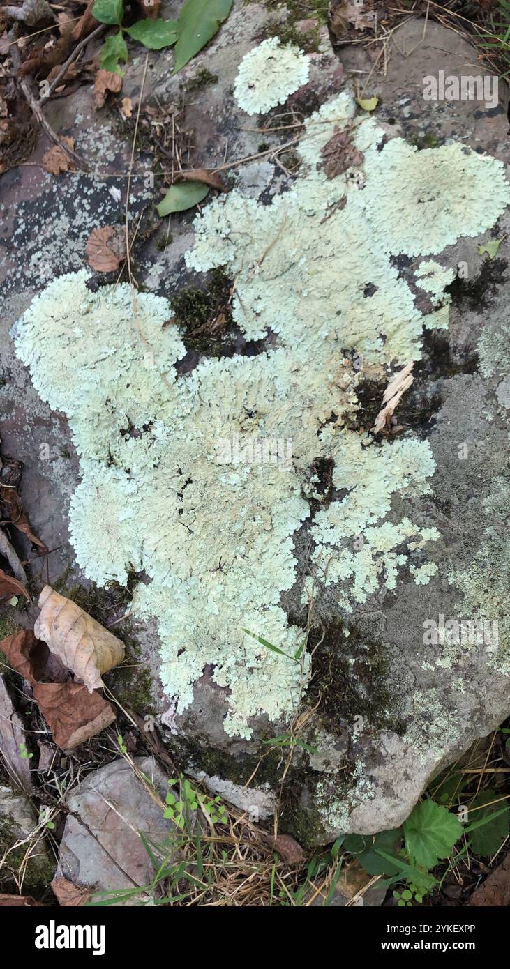 rock greenshield lichen (Flavoparmelia baltimorensis Stock Photo - Alamy