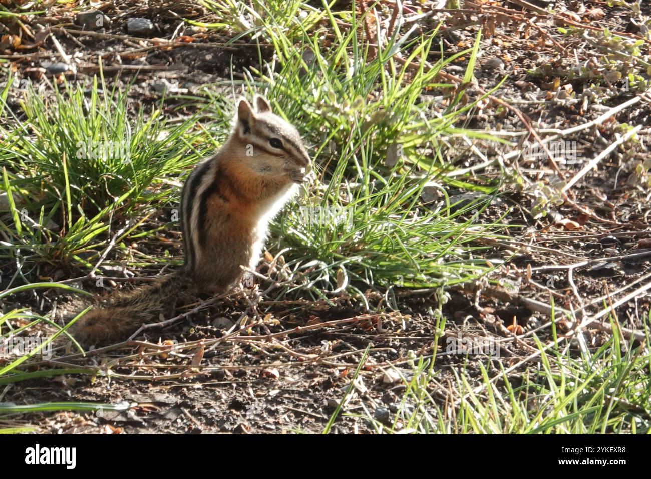 Yellow-pine Chipmunk (Neotamias amoenus Stock Photo - Alamy