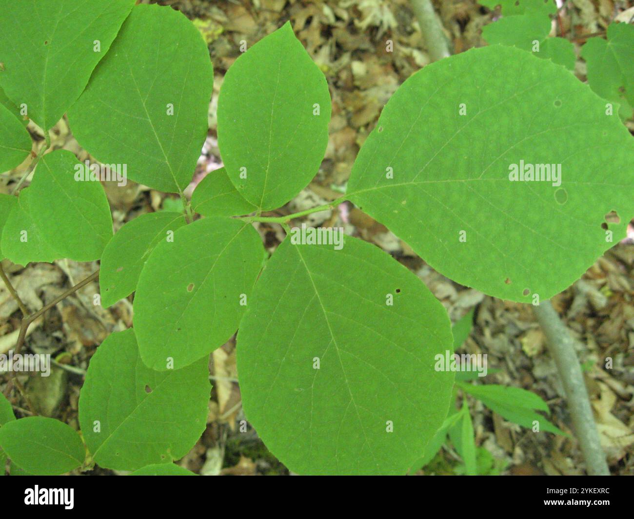 Bigleaf Snowbell (Styrax grandifolius Stock Photo - Alamy