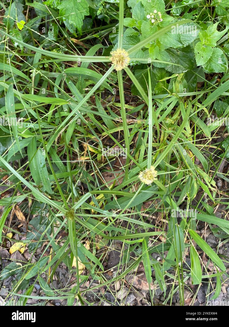 Shortleaf Spikesedge (Cyperus brevifolius Stock Photo - Alamy