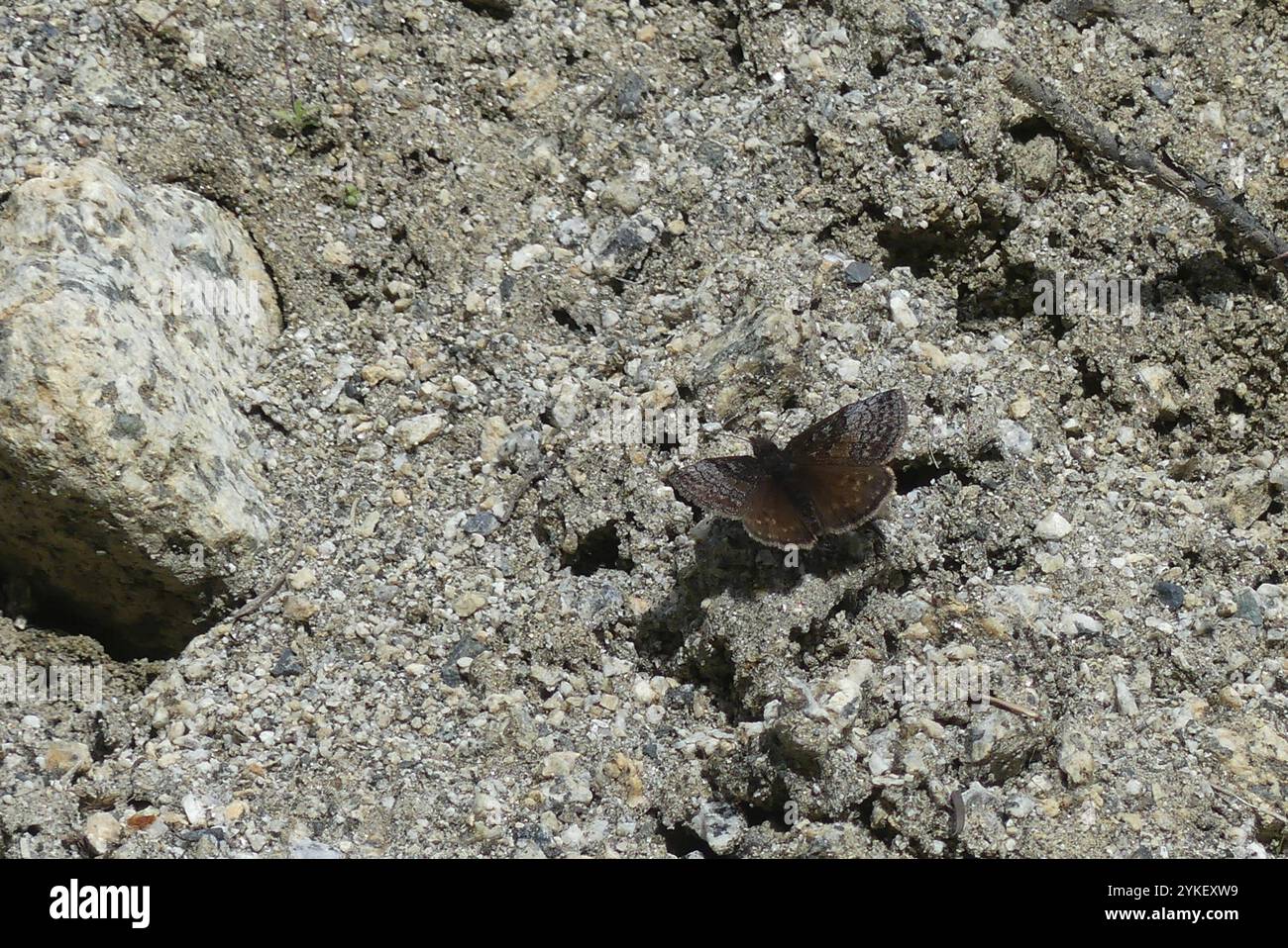 Dreamy Duskywing (Erynnis icelus Stock Photo - Alamy