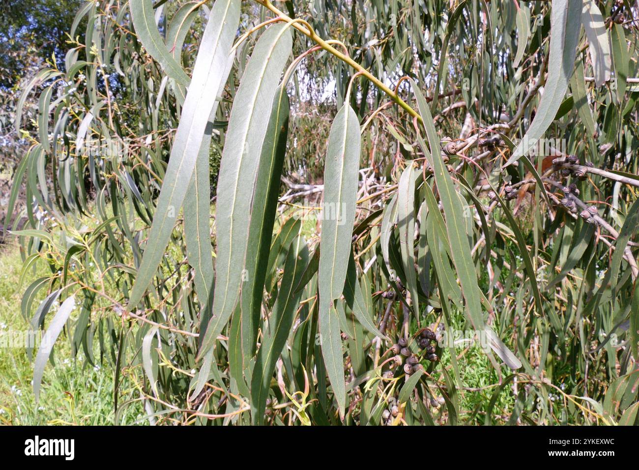 Victorian blue gum (Eucalyptus bicostata Stock Photo - Alamy