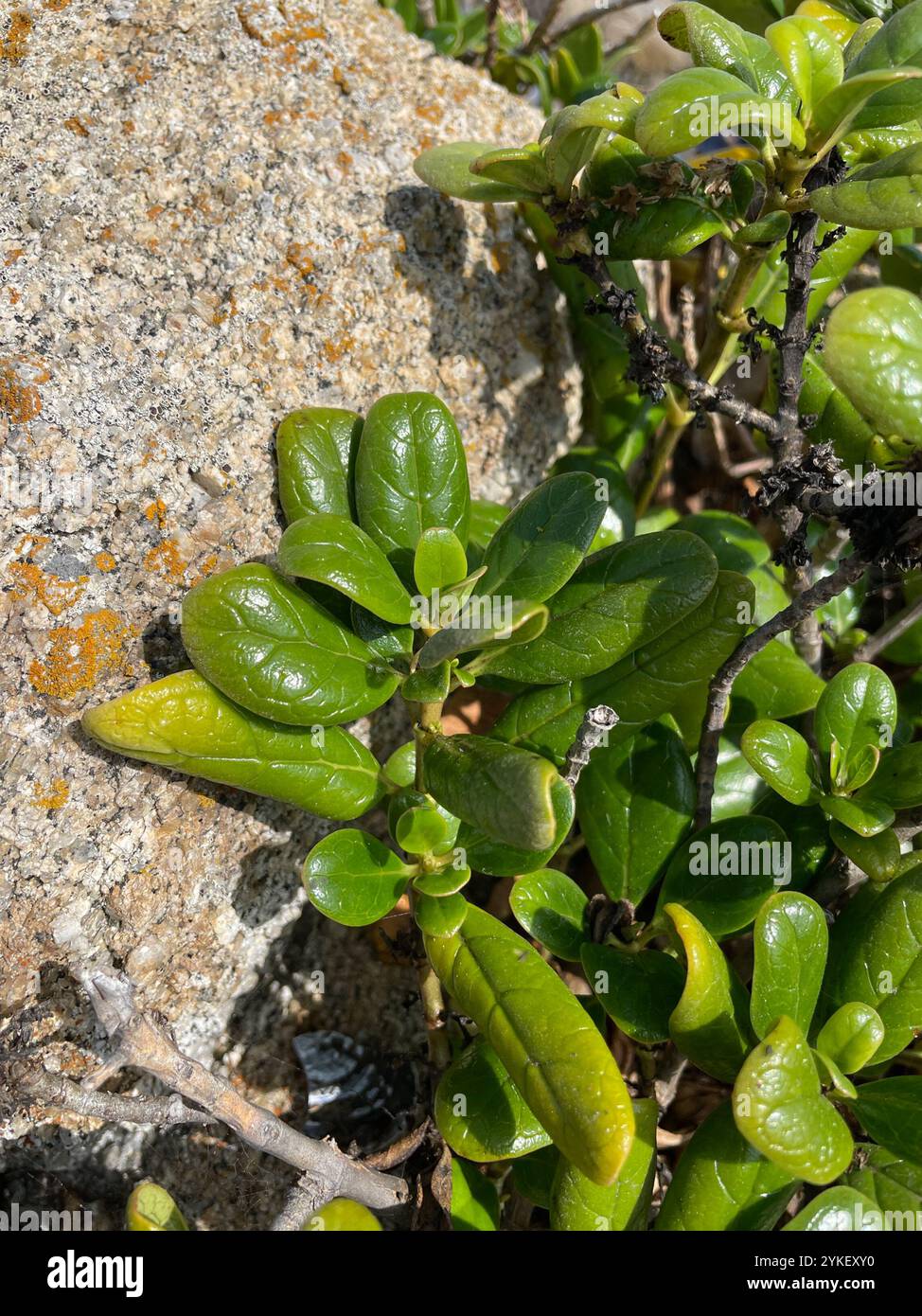 Taupata (Coprosma repens Stock Photo - Alamy