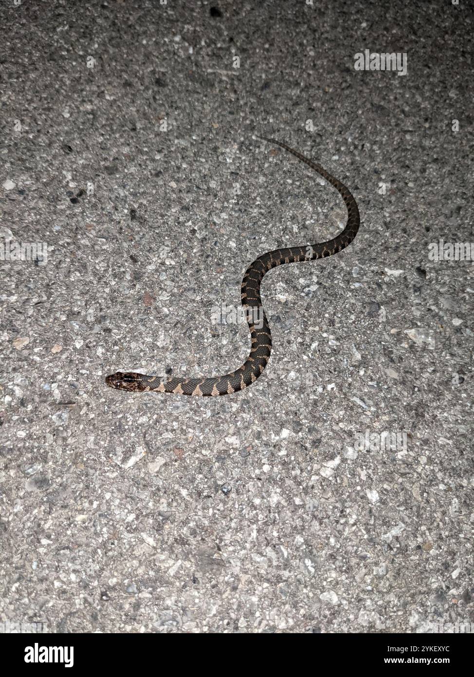 Common Watersnake (Nerodia sipedon Stock Photo - Alamy