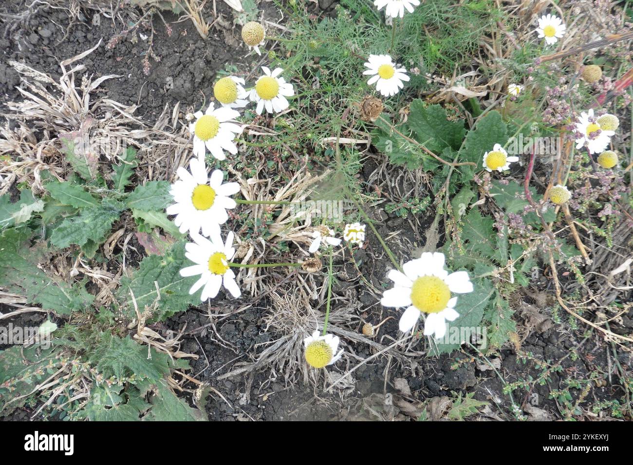 scentless mayweed (Tripleurospermum inodorum Stock Photo - Alamy