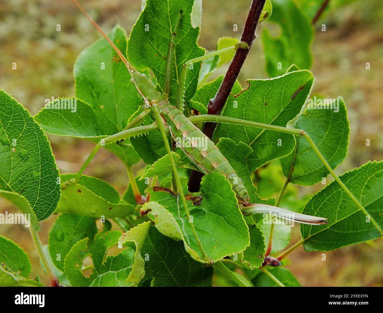 Predatory Bush-cricket (Saga pedo Stock Photo - Alamy
