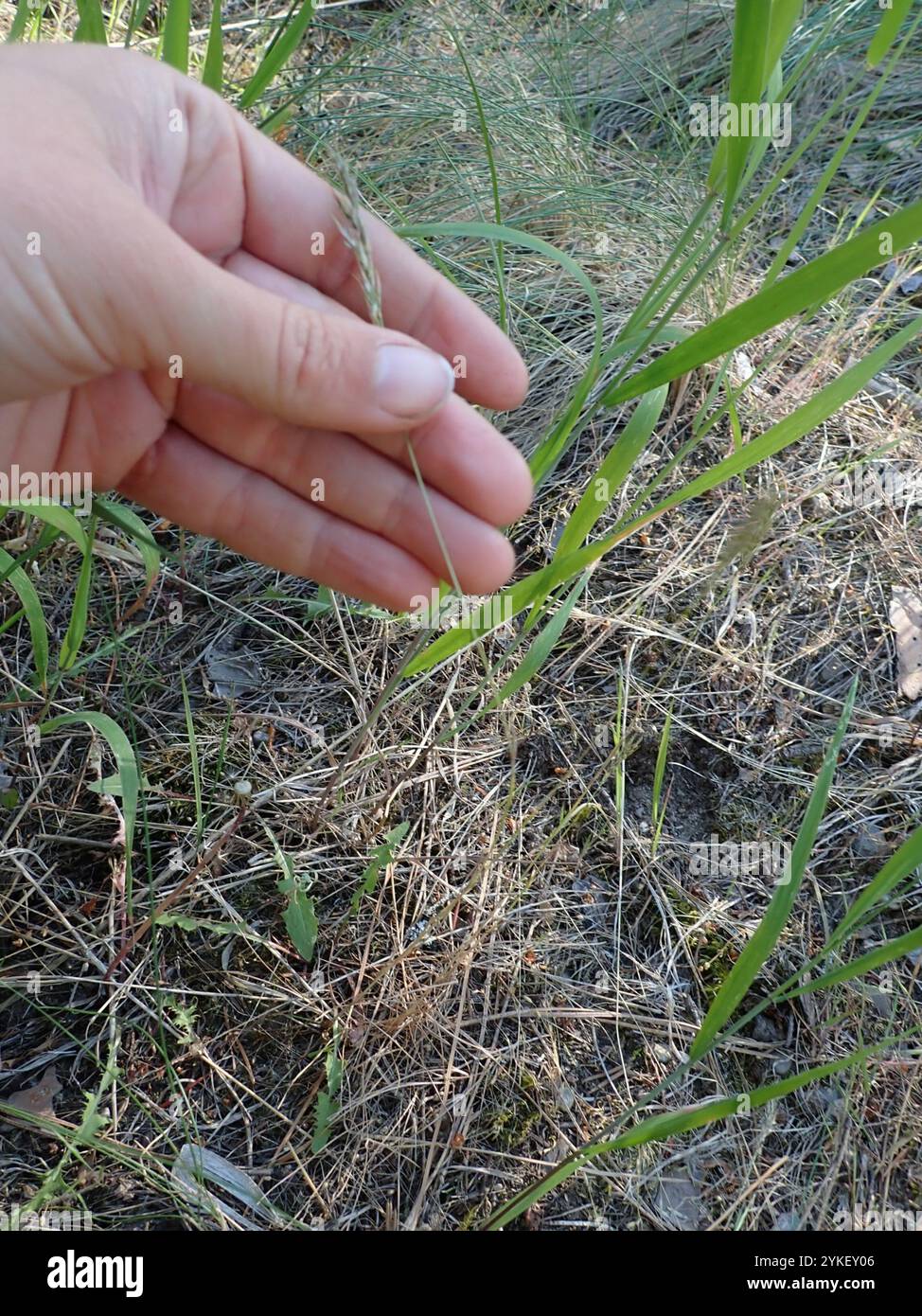 Bulbous Bluegrass (Poa bulbosa Stock Photo - Alamy