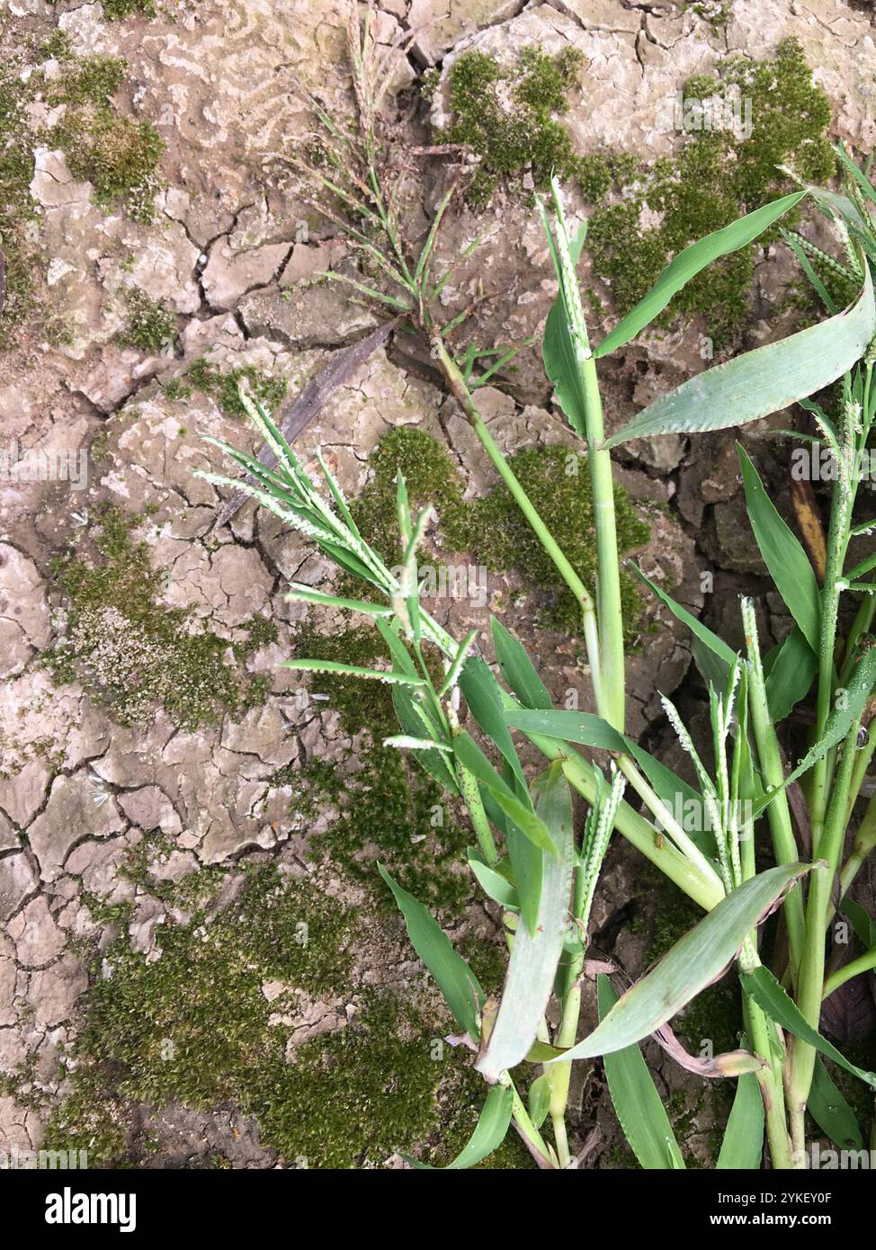Water Paspalum (Paspalum repens Stock Photo - Alamy
