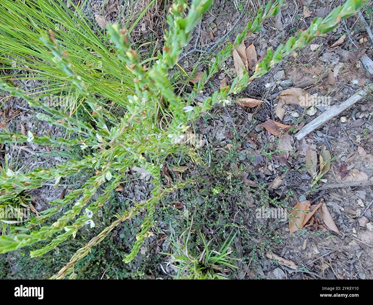 Chinese bushclover (Lespedeza cuneata Stock Photo - Alamy
