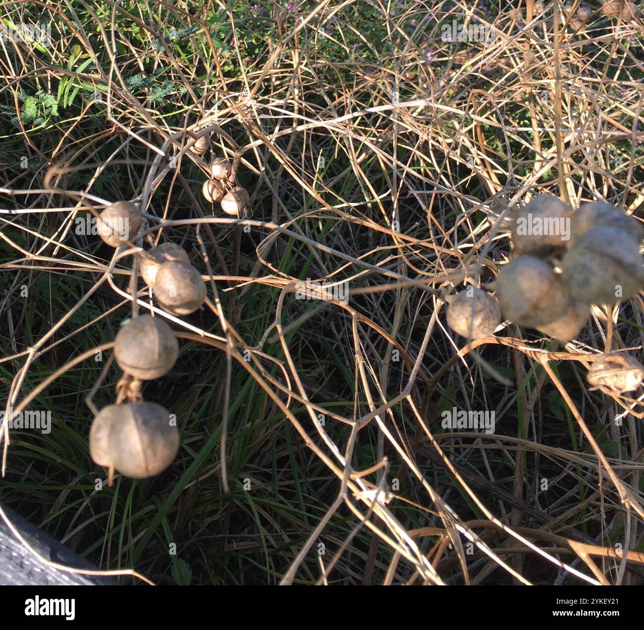 Yellow Wild Indigo (Baptisia sphaerocarpa Stock Photo - Alamy