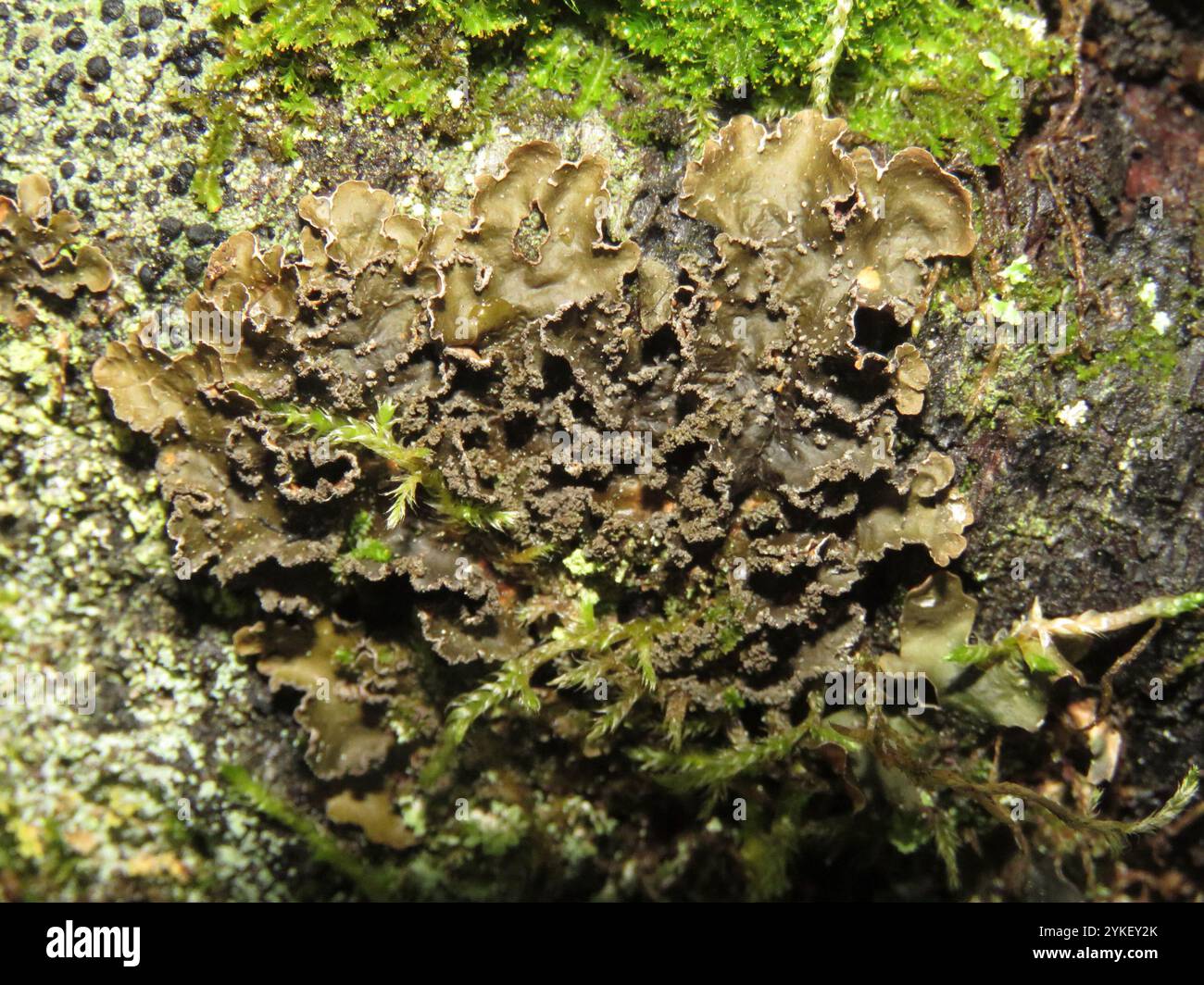 tree pelt lichen (Peltigera collina Stock Photo - Alamy