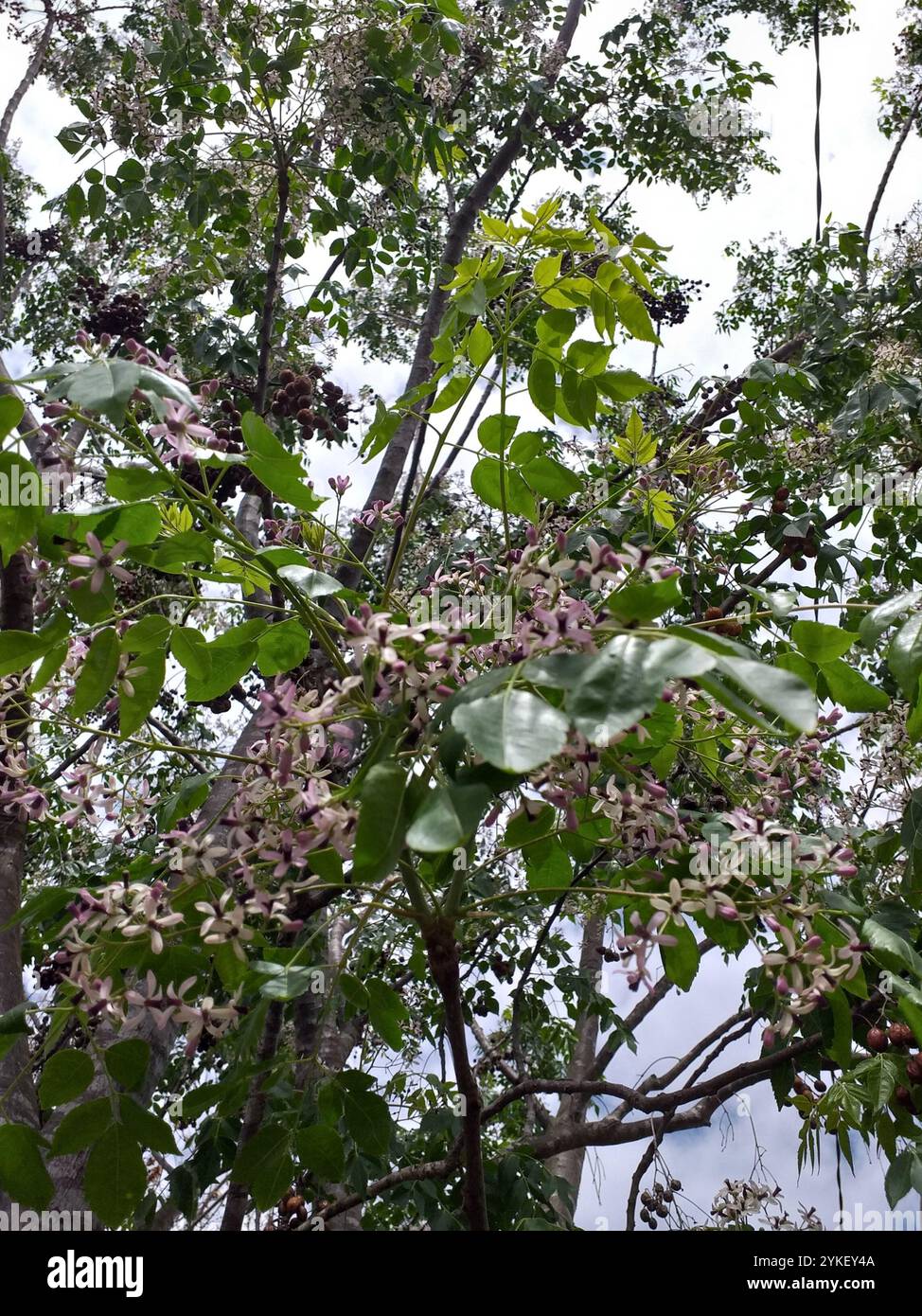 Chinaberry (Melia azedarach Stock Photo - Alamy