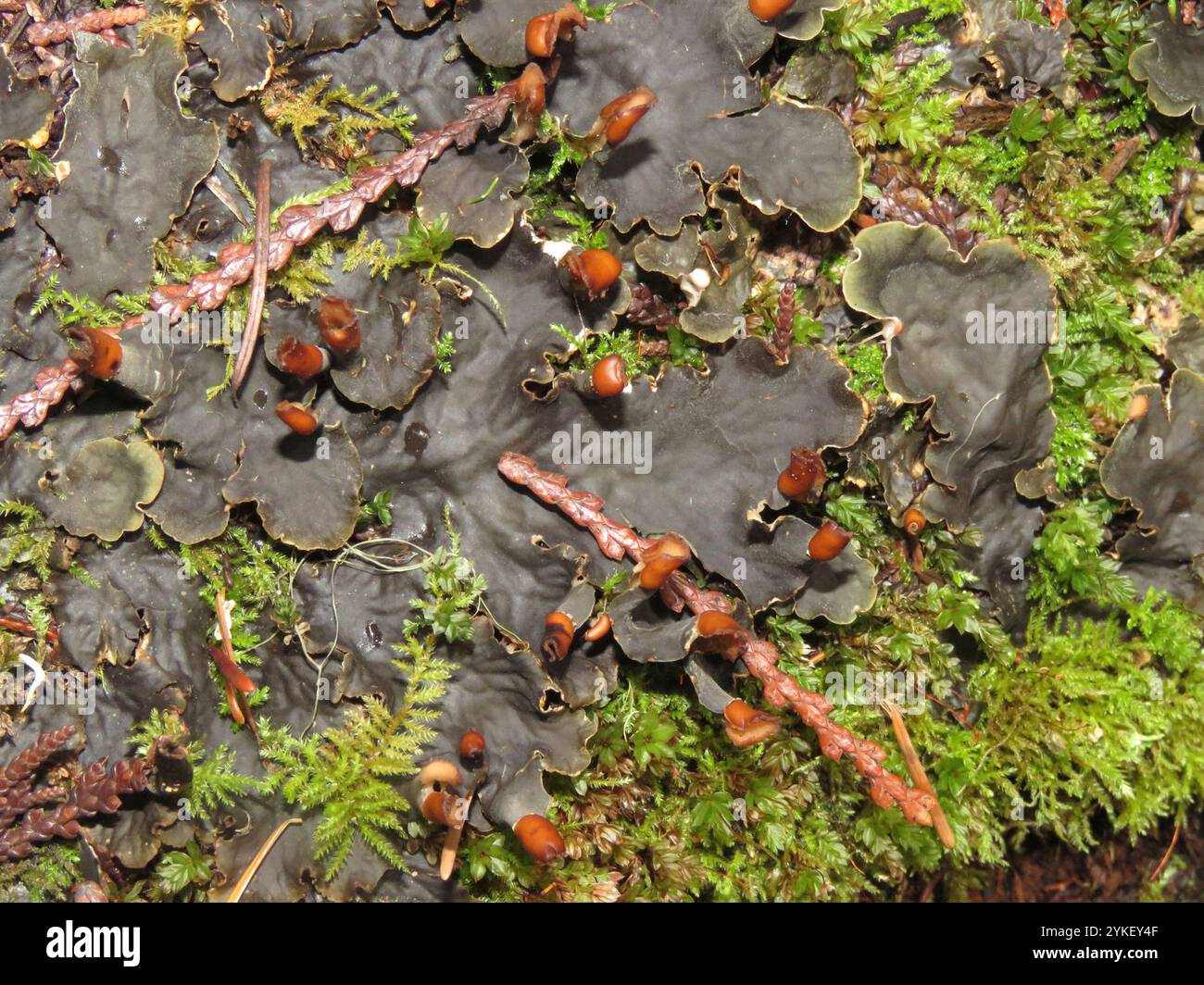 membranous pelt lichen (Peltigera membranacea Stock Photo - Alamy