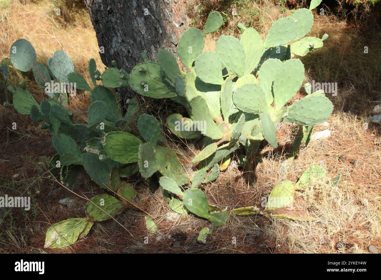 beach prickly pear (Opuntia anahuacensis Stock Photo - Alamy