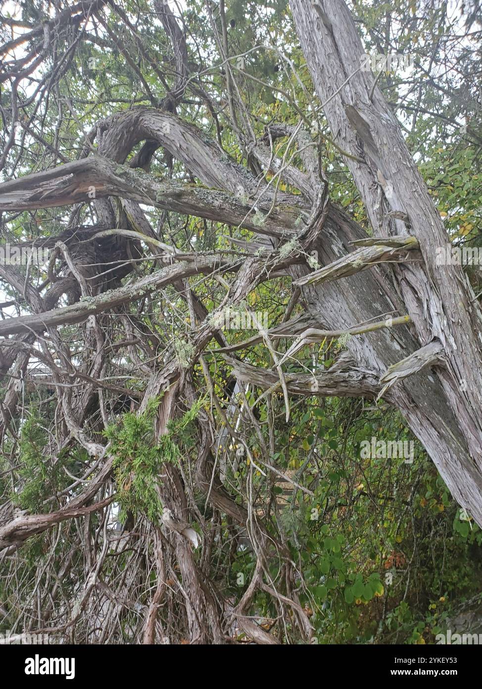 Seaside Juniper (Juniperus maritima Stock Photo - Alamy