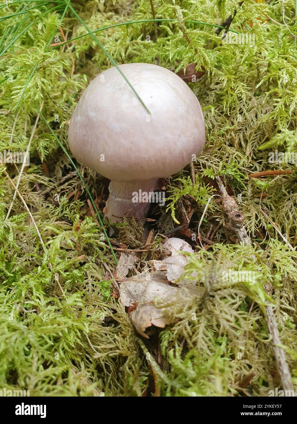 Traganus hi-res stock photography and images - Alamy