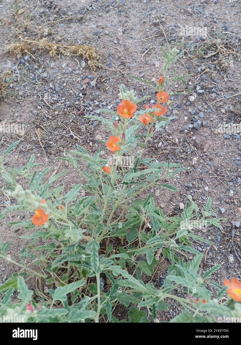 spear globemallow (Sphaeralcea hastulata Stock Photo - Alamy