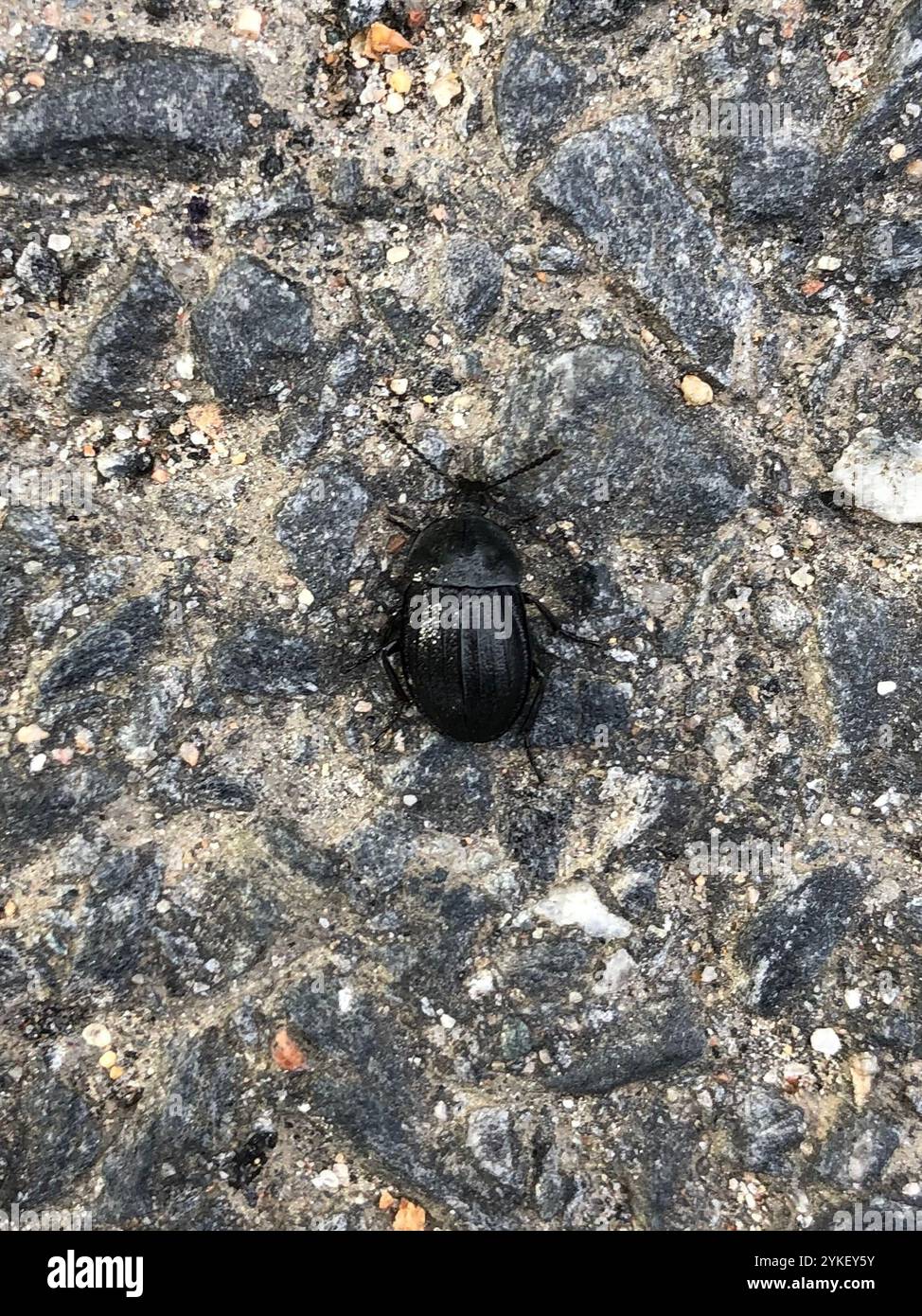 Black snail beetle (Phosphuga atrata Stock Photo - Alamy