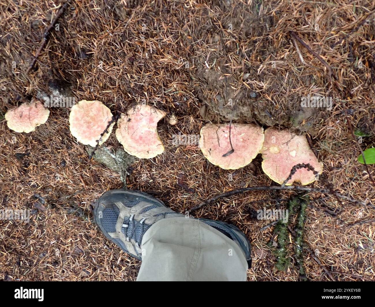 Western Painted Suillus (Suillus lakei Stock Photo - Alamy