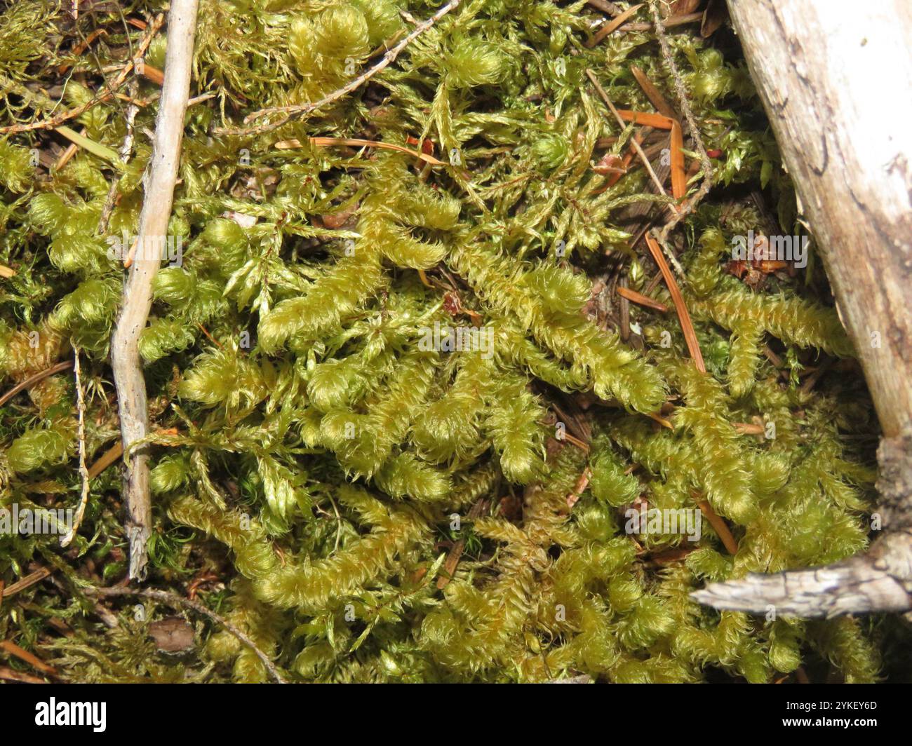Pipecleaner Moss (Rhytidiopsis robusta Stock Photo - Alamy