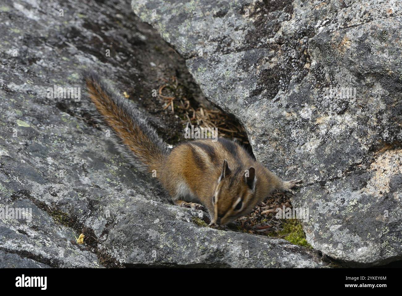 Townsend's Chipmunk (Neotamias townsendii Stock Photo - Alamy