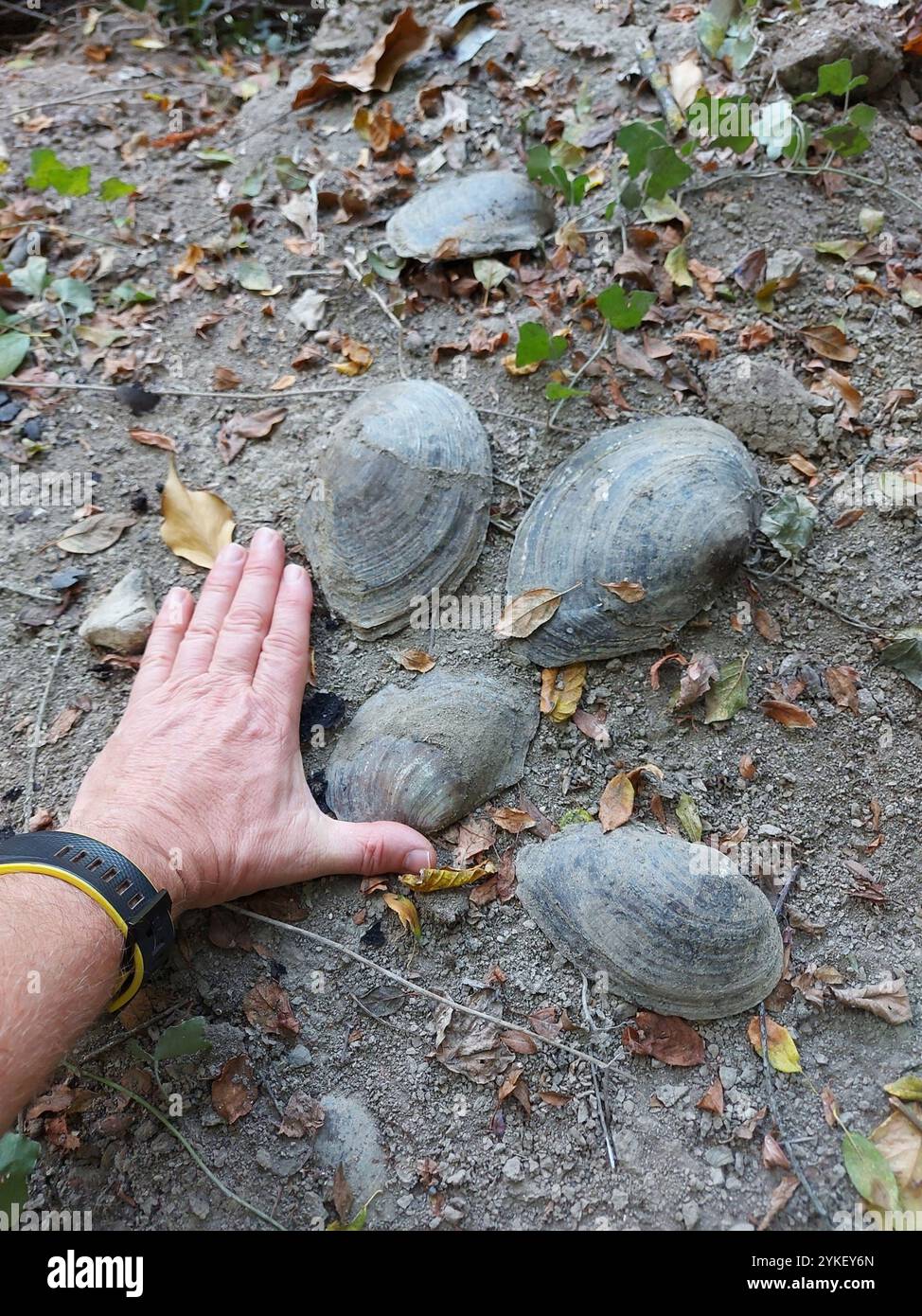 Chinese Pond Mussel (Sinanodonta woodiana Stock Photo - Alamy