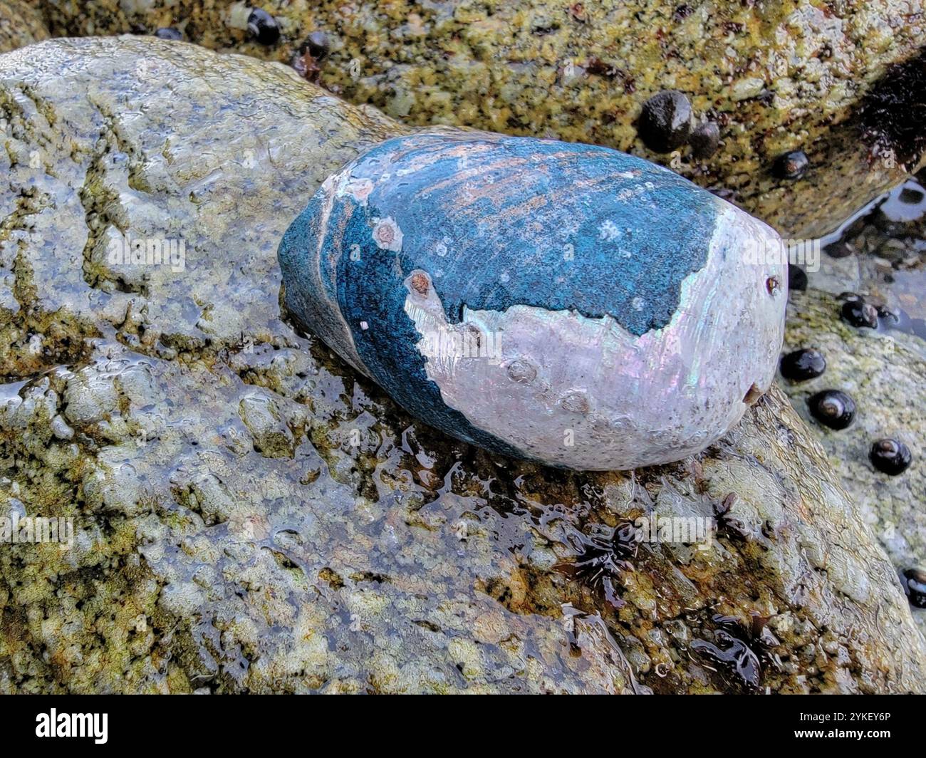 Black Abalone (Haliotis cracherodii Stock Photo - Alamy