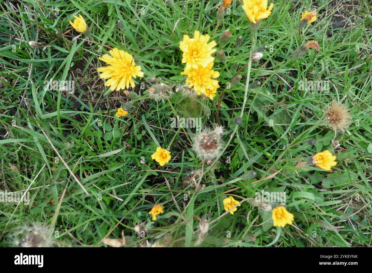 Autumn Hawkbit (Scorzoneroides autumnalis Stock Photo - Alamy