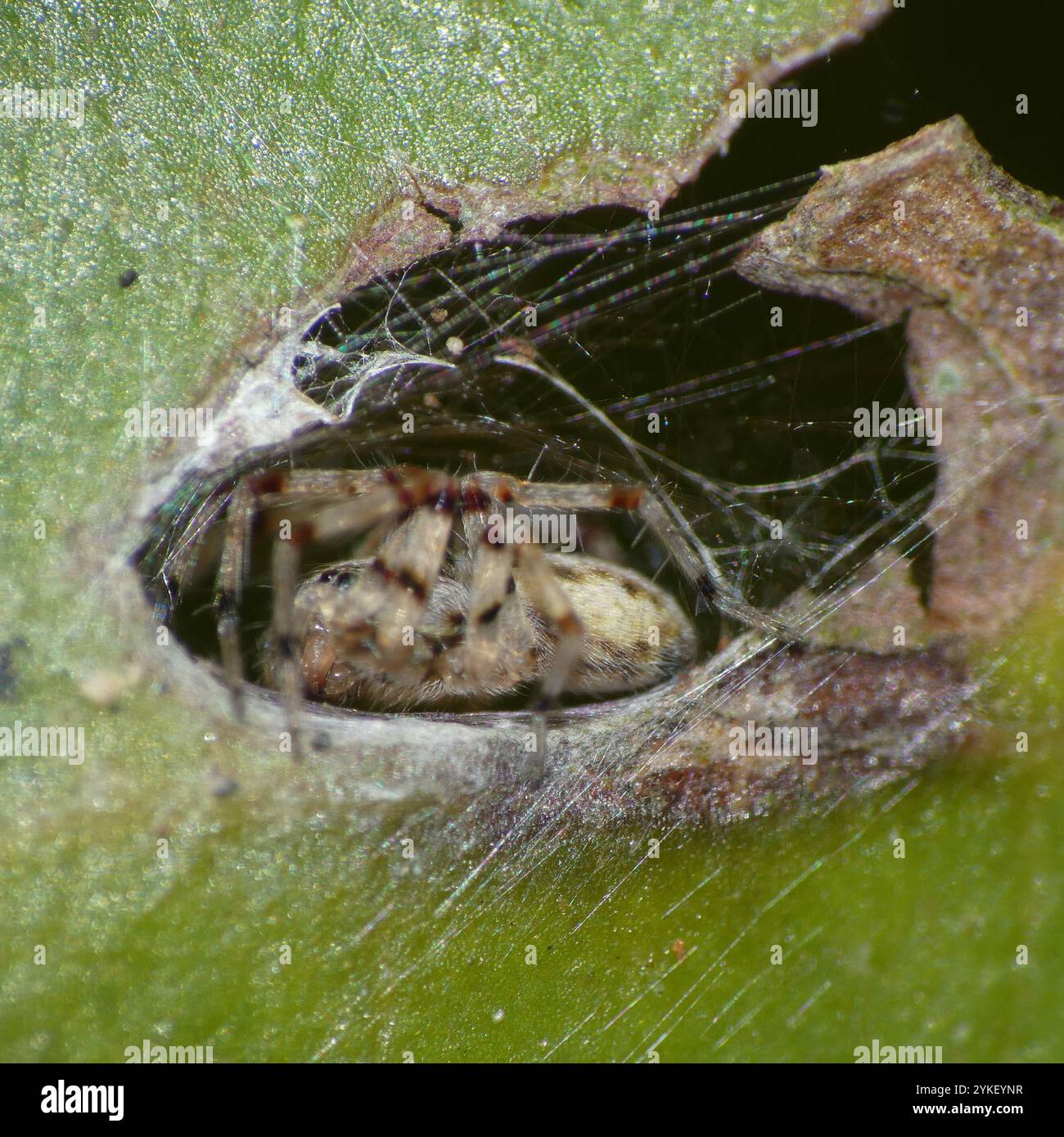 Leaf-running Spiders (Hygropoda Stock Photo - Alamy