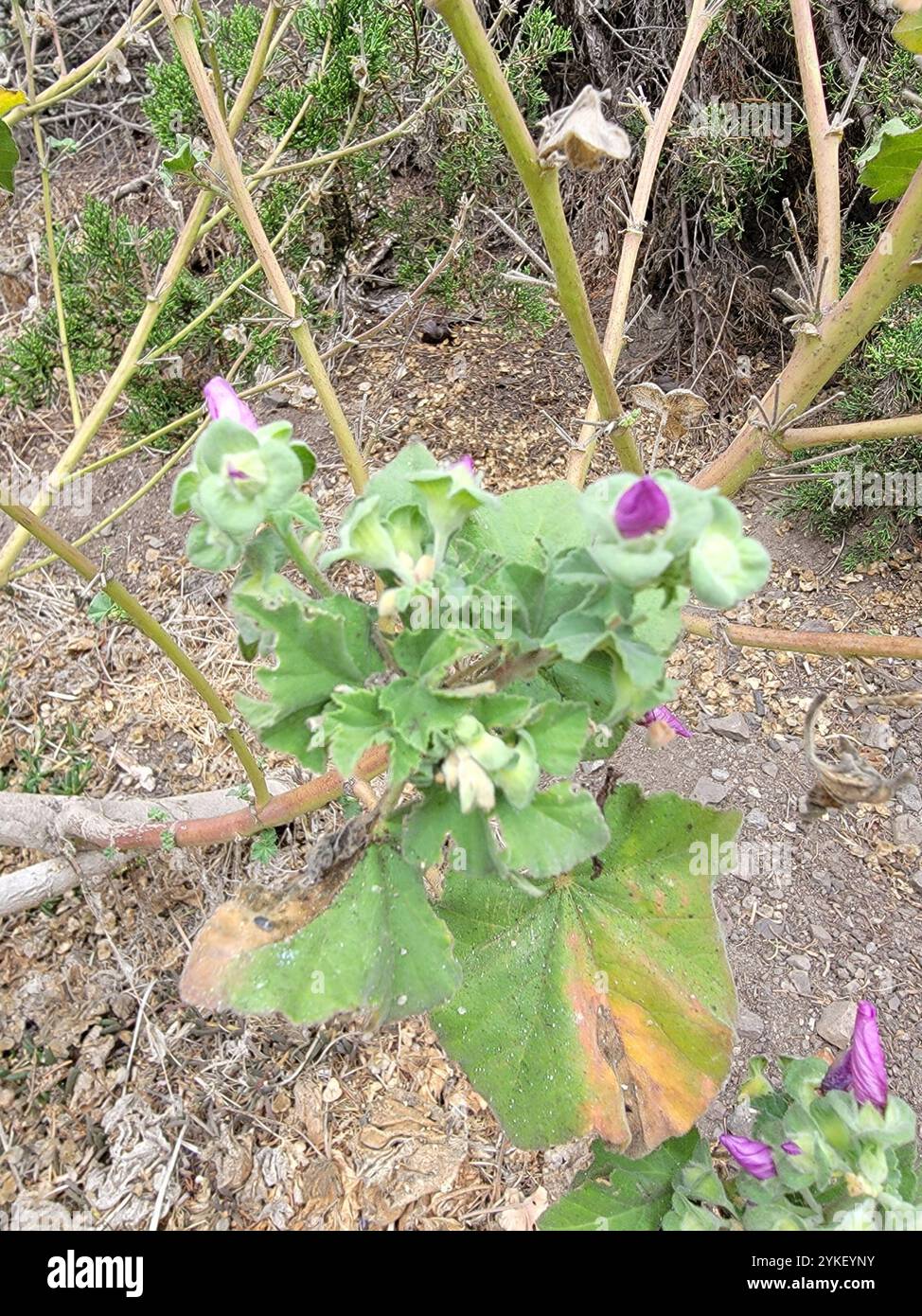 Tree Mallow (Malva arborea Stock Photo - Alamy
