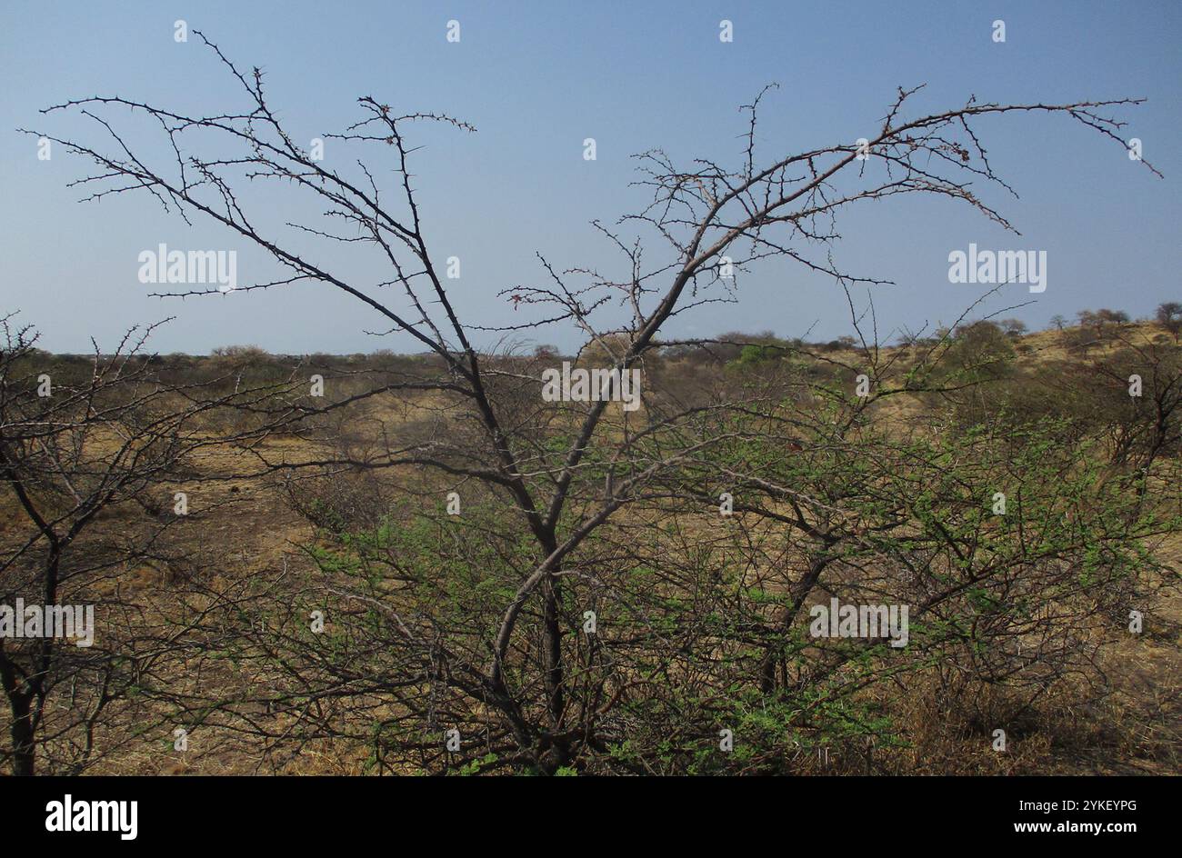 Paperbark Thorn (Vachellia sieberiana woodii Stock Photo - Alamy