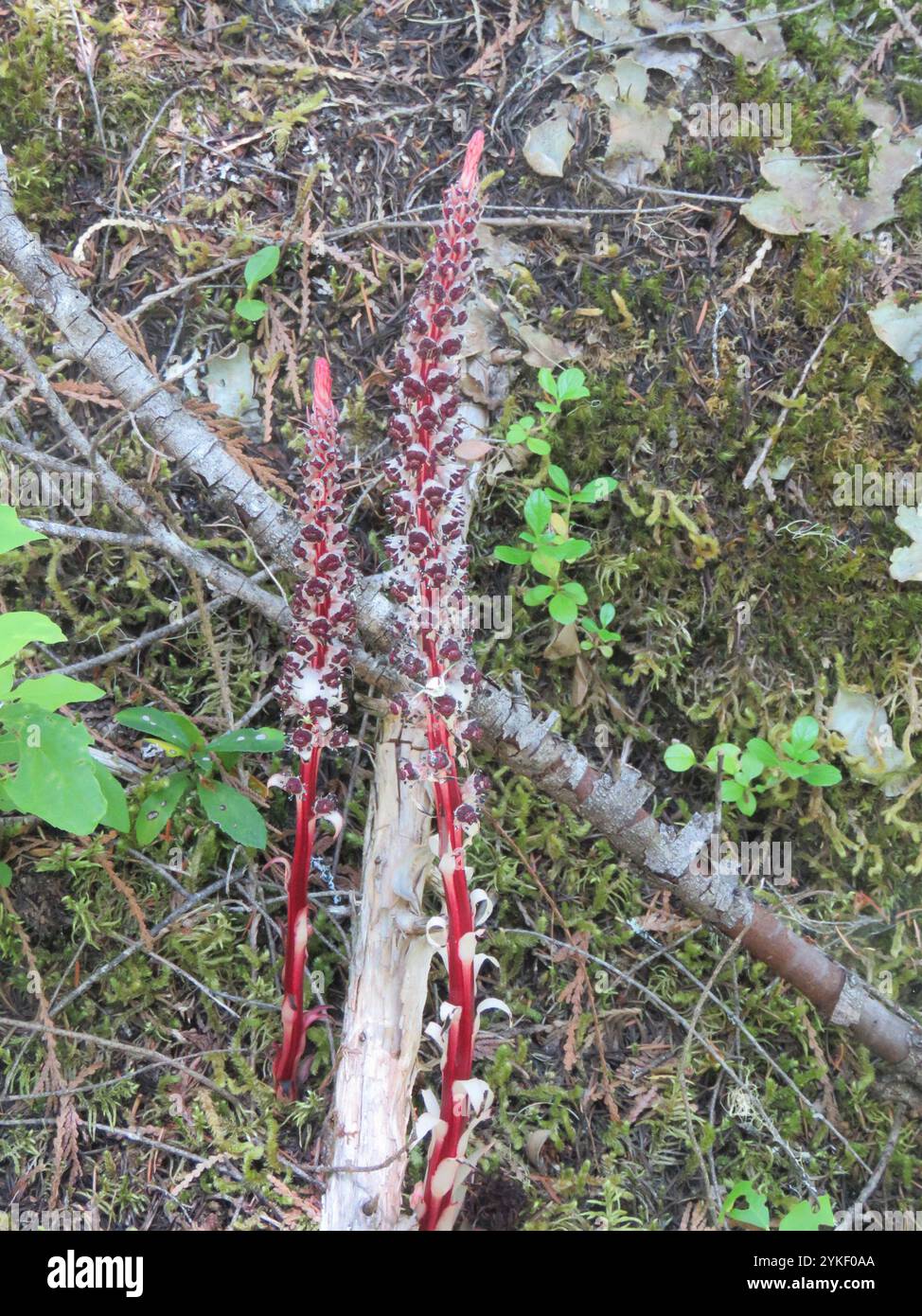 sugarstick (Allotropa virgata Stock Photo - Alamy
