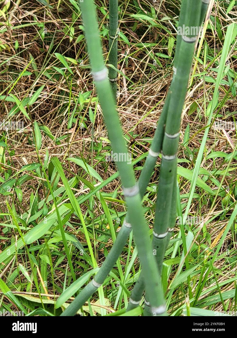 rough horsetail (Equisetum hyemale Stock Photo - Alamy