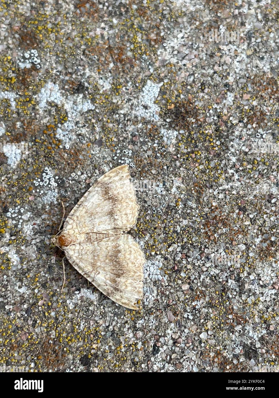 Yellow Shell Moth (Camptogramma bilineata Stock Photo - Alamy