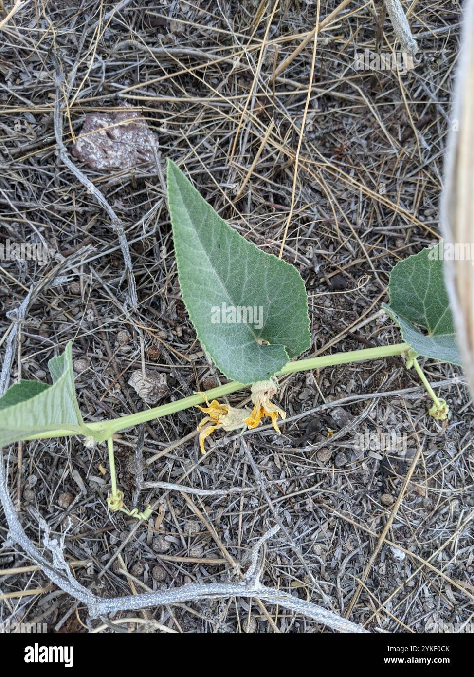 Buffalo Gourd (Cucurbita foetidissima Stock Photo - Alamy