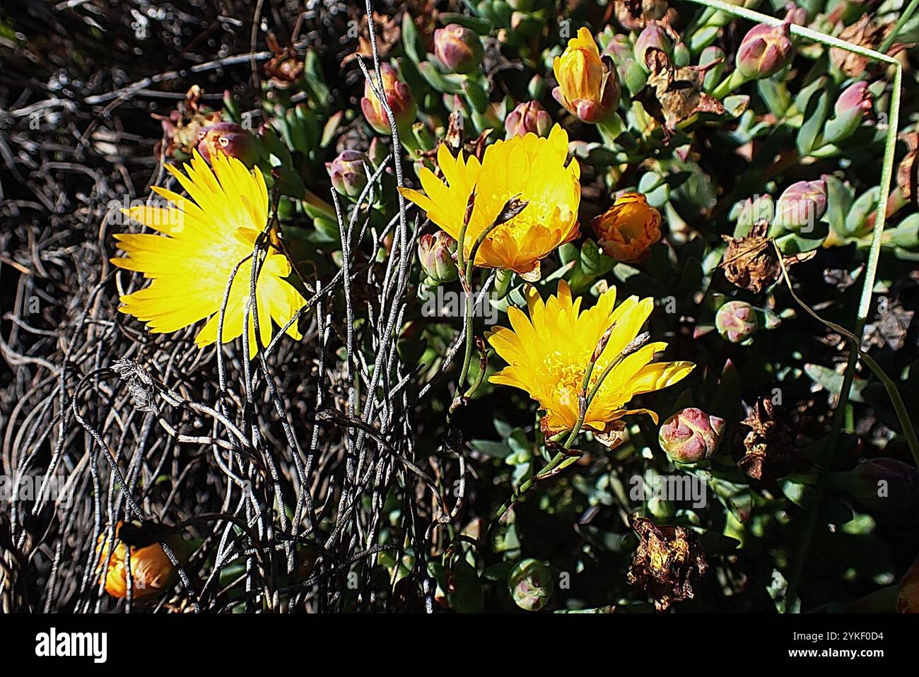 Hairless Brightfig (Lampranthus glaucus Stock Photo - Alamy