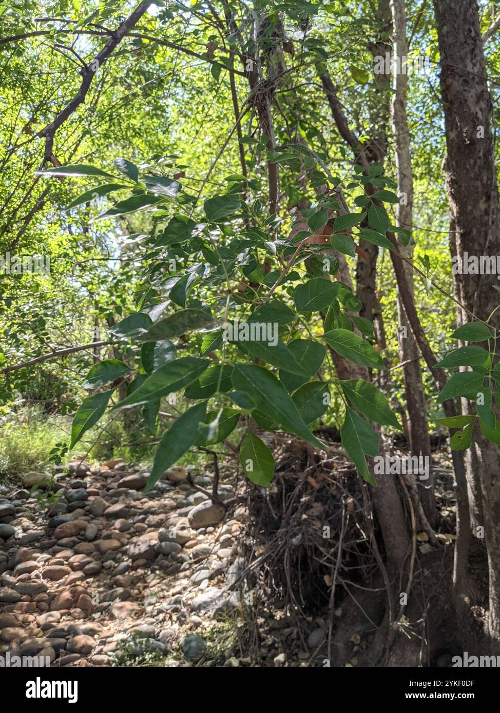Velvet ash hi-res stock photography and images - Alamy
