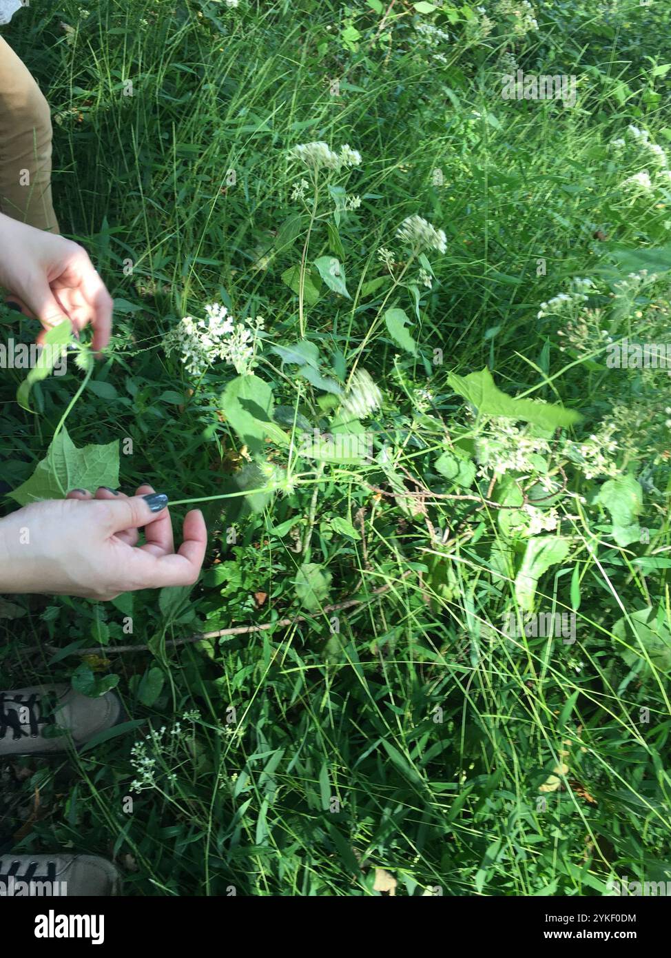 Oneseed Bur Cucumber (Sicyos angulatus Stock Photo - Alamy