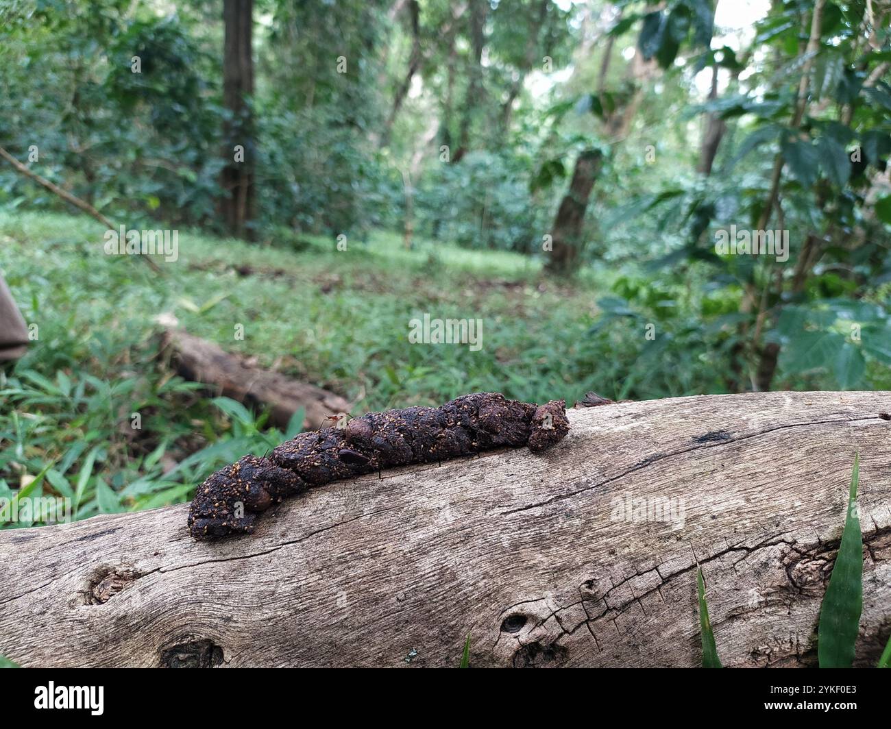 Viverridae hi-res stock photography and images - Alamy