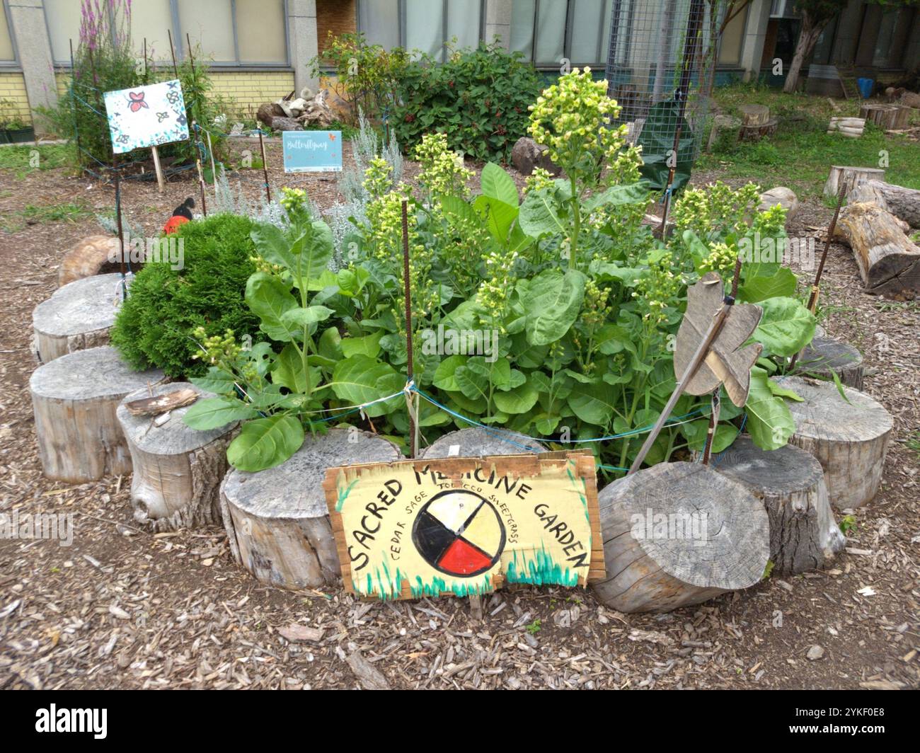 Aztec Tobacco (Nicotiana rustica Stock Photo - Alamy
