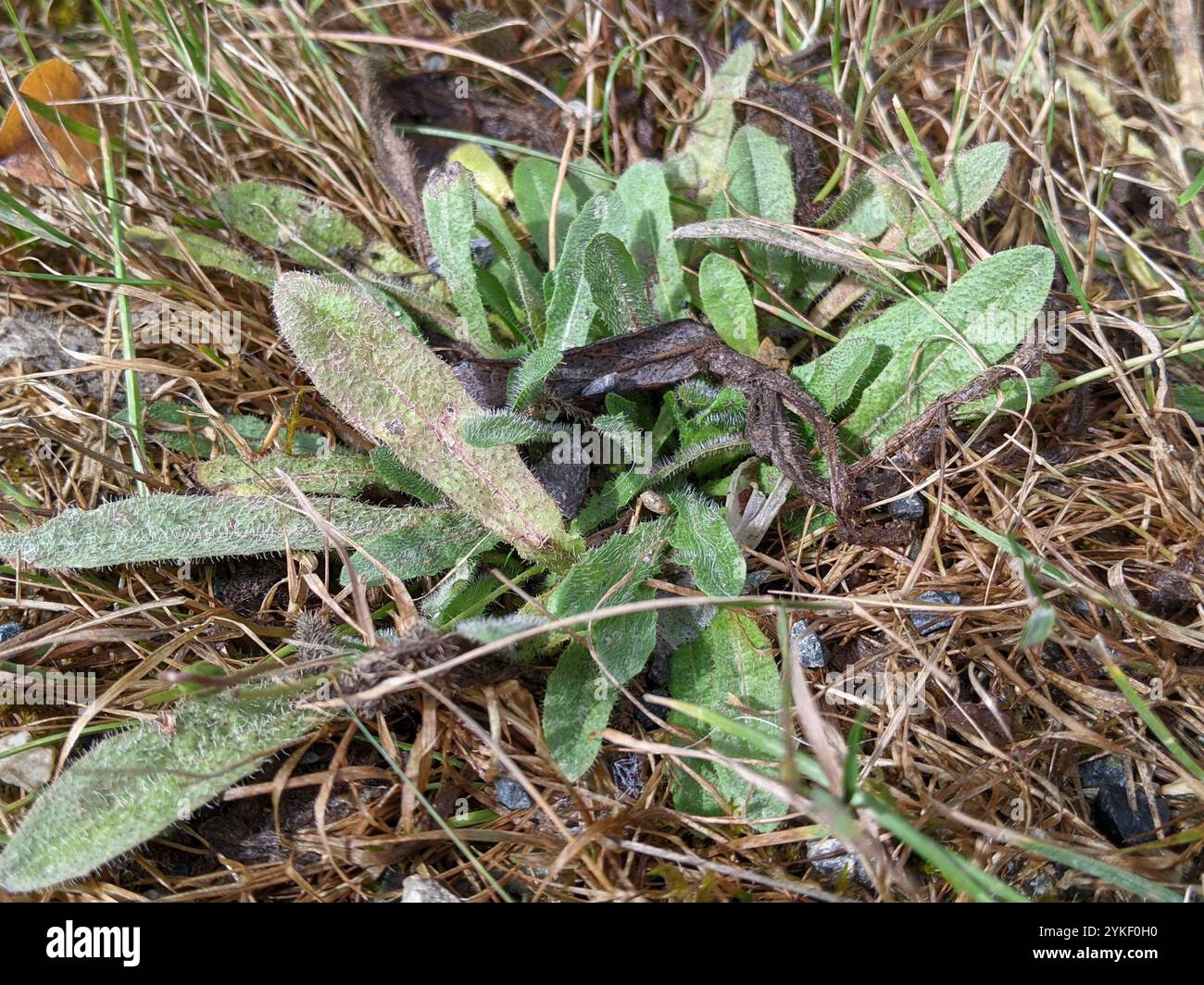 Common Cat's-ear (Hypochaeris radicata Stock Photo - Alamy