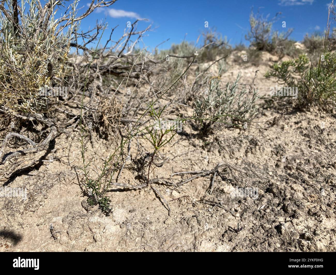 white milkwort (Polygala alba Stock Photo - Alamy